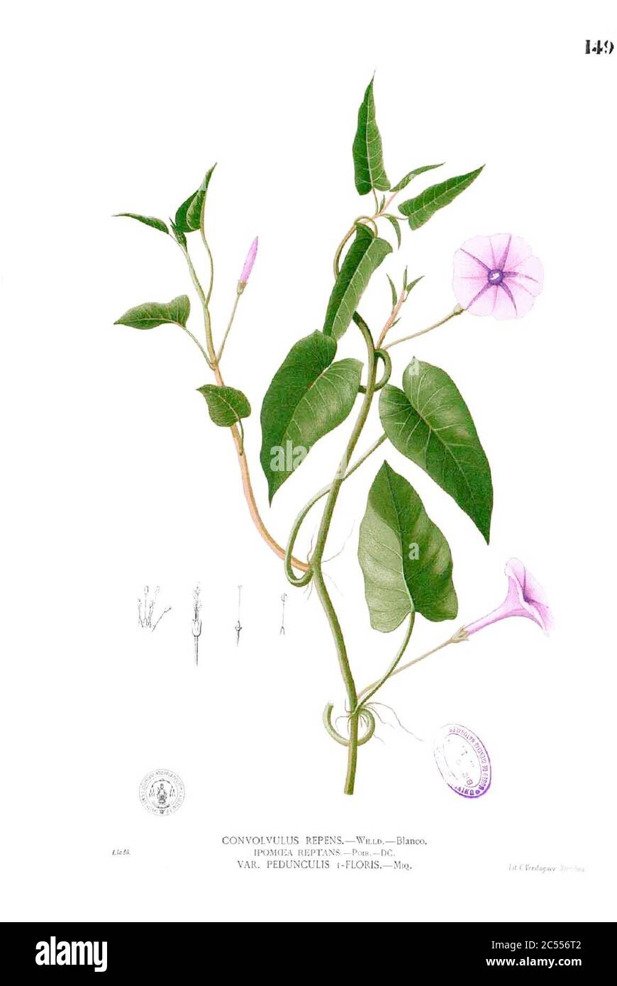 Ipomoea aquatica Blanco1.149 Stock Photo - Alamy