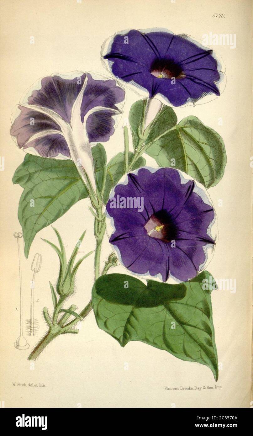 Ipomoea nil 'Limbata' (Pharbitis nil var. limbata) Bot. Mag. 94. 5720 ...
