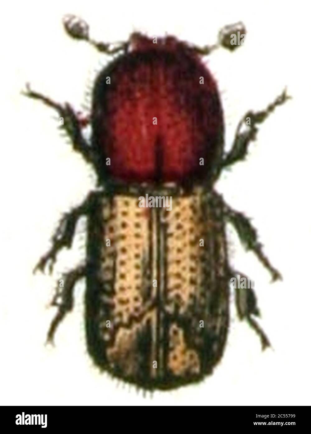 Ips typographus Cut Out Stock Images & Pictures - Alamy