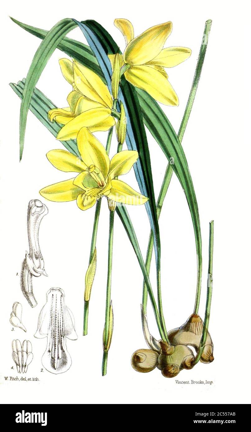 Ipsea hi-res stock photography and images - Alamy