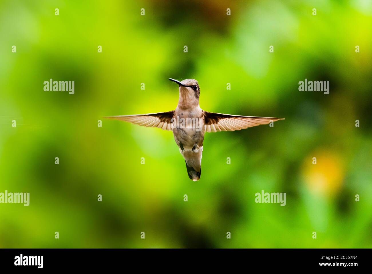 Female Ruby-Throated Hummingbird hovering in mid-air, staring at the ...