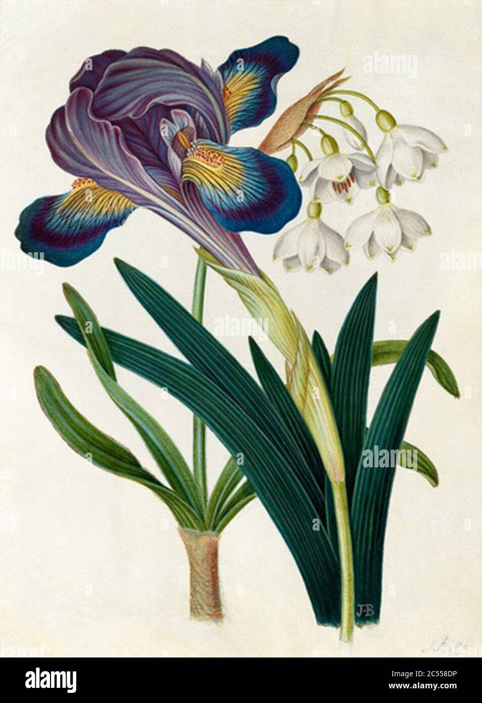 Iris and Summer Snowdrop by James Bolton Stock Photo - Alamy