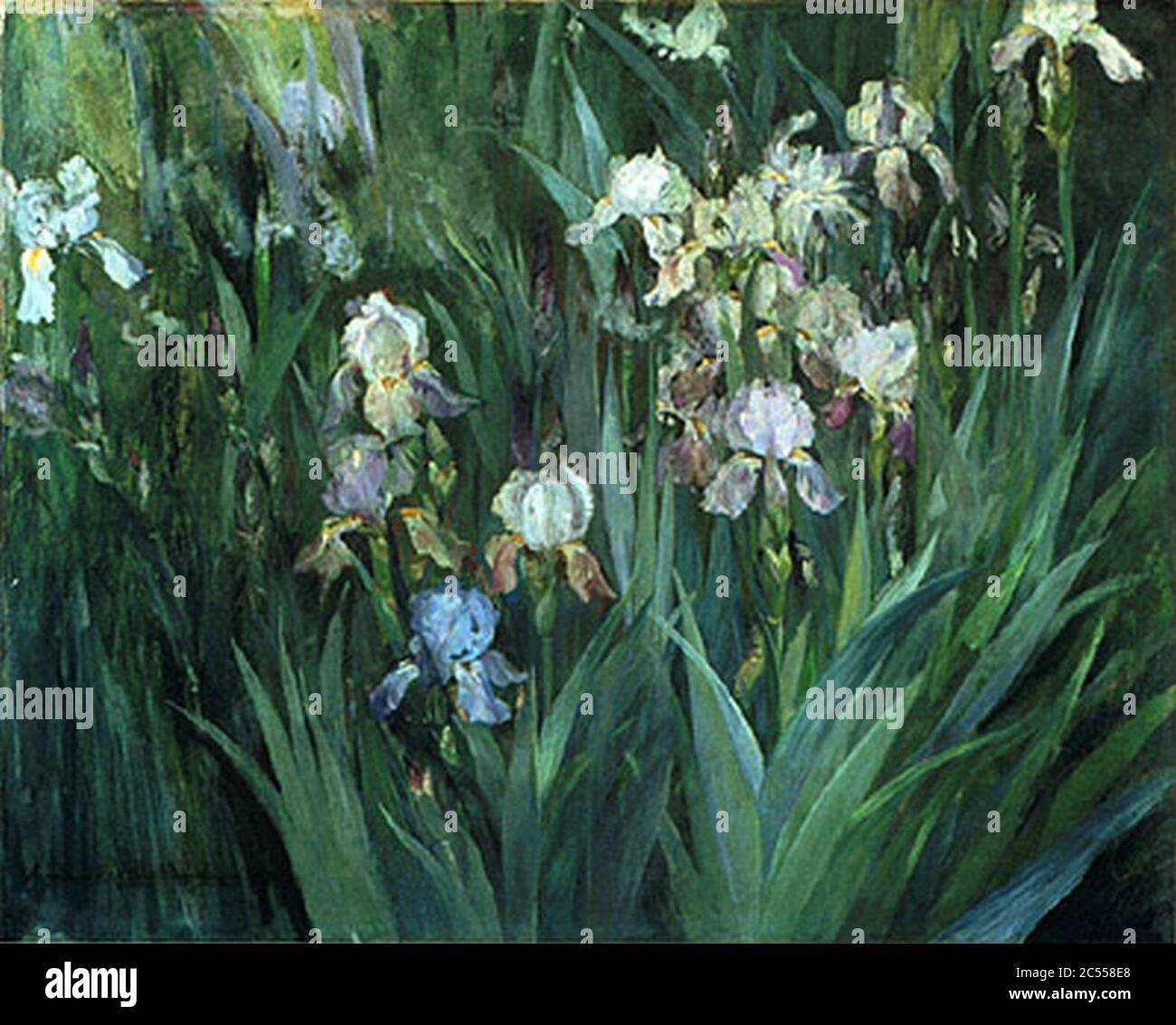 Oakey maria hi-res stock photography and images - Alamy