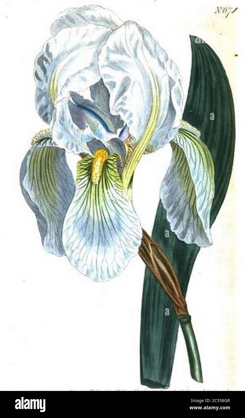 Iris florentina Sydenham Edwards Stock Photo - Alamy
