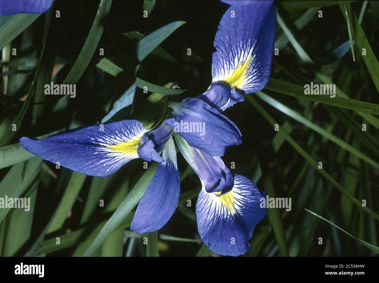 Iris prismatica hi-res stock photography and images - Alamy
