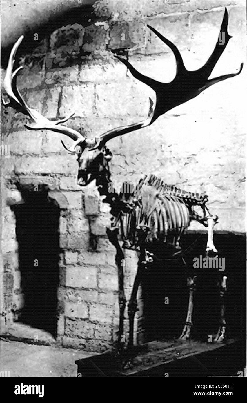 Irish elk skeleton hi-res stock photography and images - Alamy