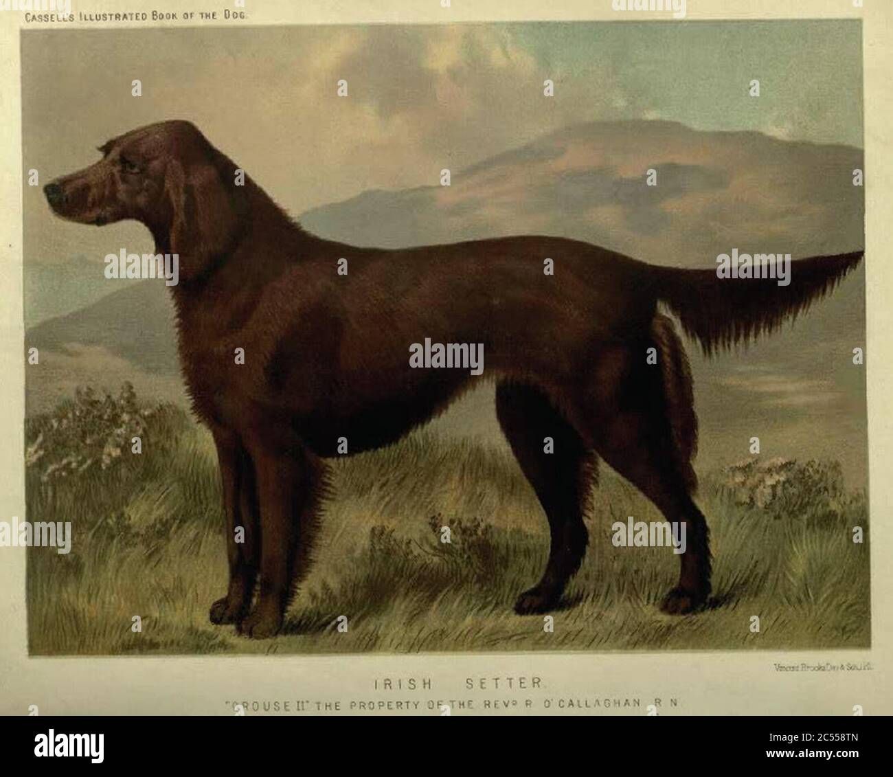 Irish Setter circa 1881 Stock Photo - Alamy