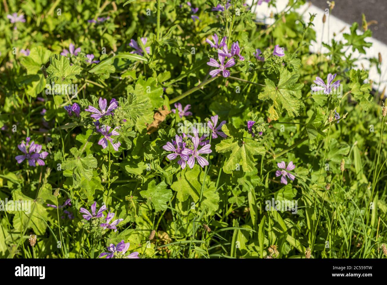 Mallow Malvaceae High Resolution Stock Photography and Images - Alamy