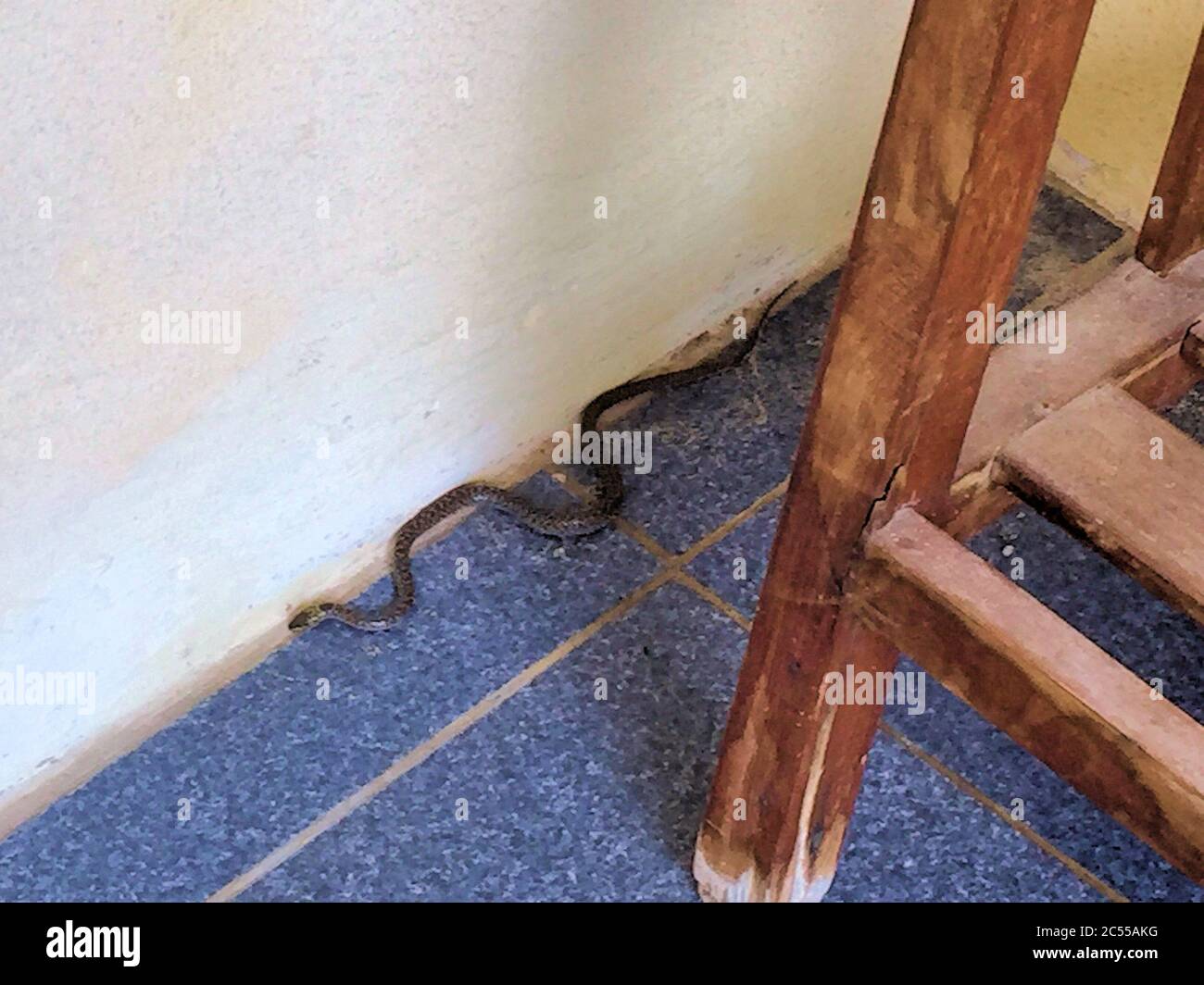 Lonely snake hi-res stock photography and images - Alamy