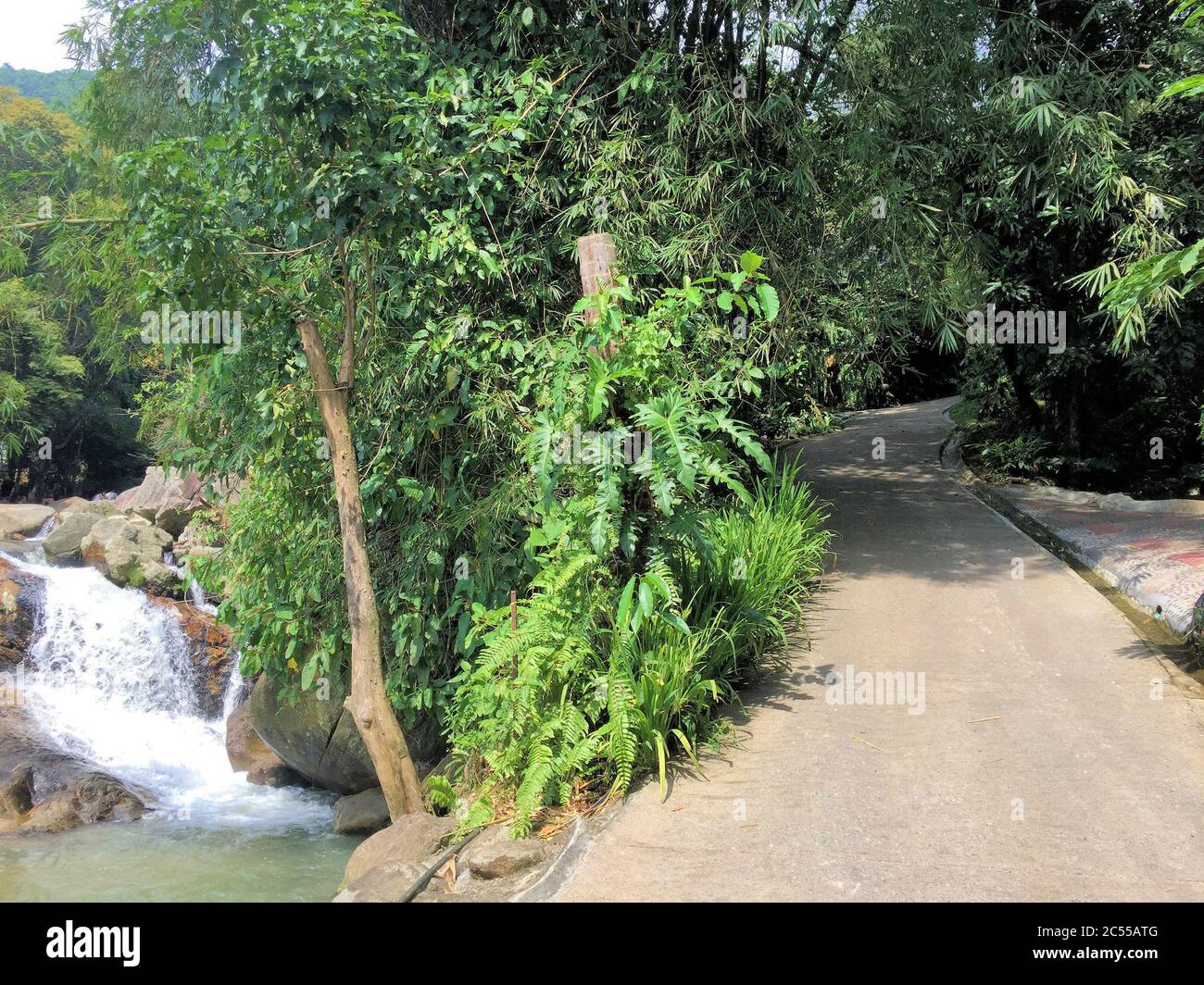 Natural scenery from a jungle in Koh Samui Thailand Stock Photo - Alamy