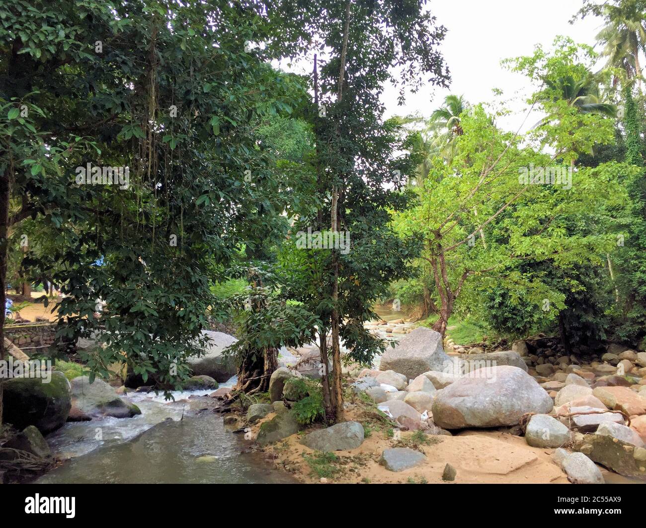 Natural scenery from a jungle in Koh Samui Thailand Stock Photo - Alamy