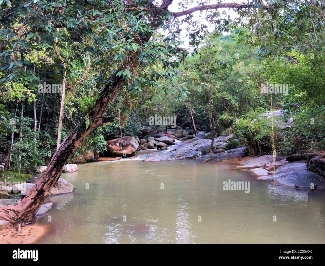 Natural scenery from a jungle in Koh Samui Thailand Stock Photo - Alamy