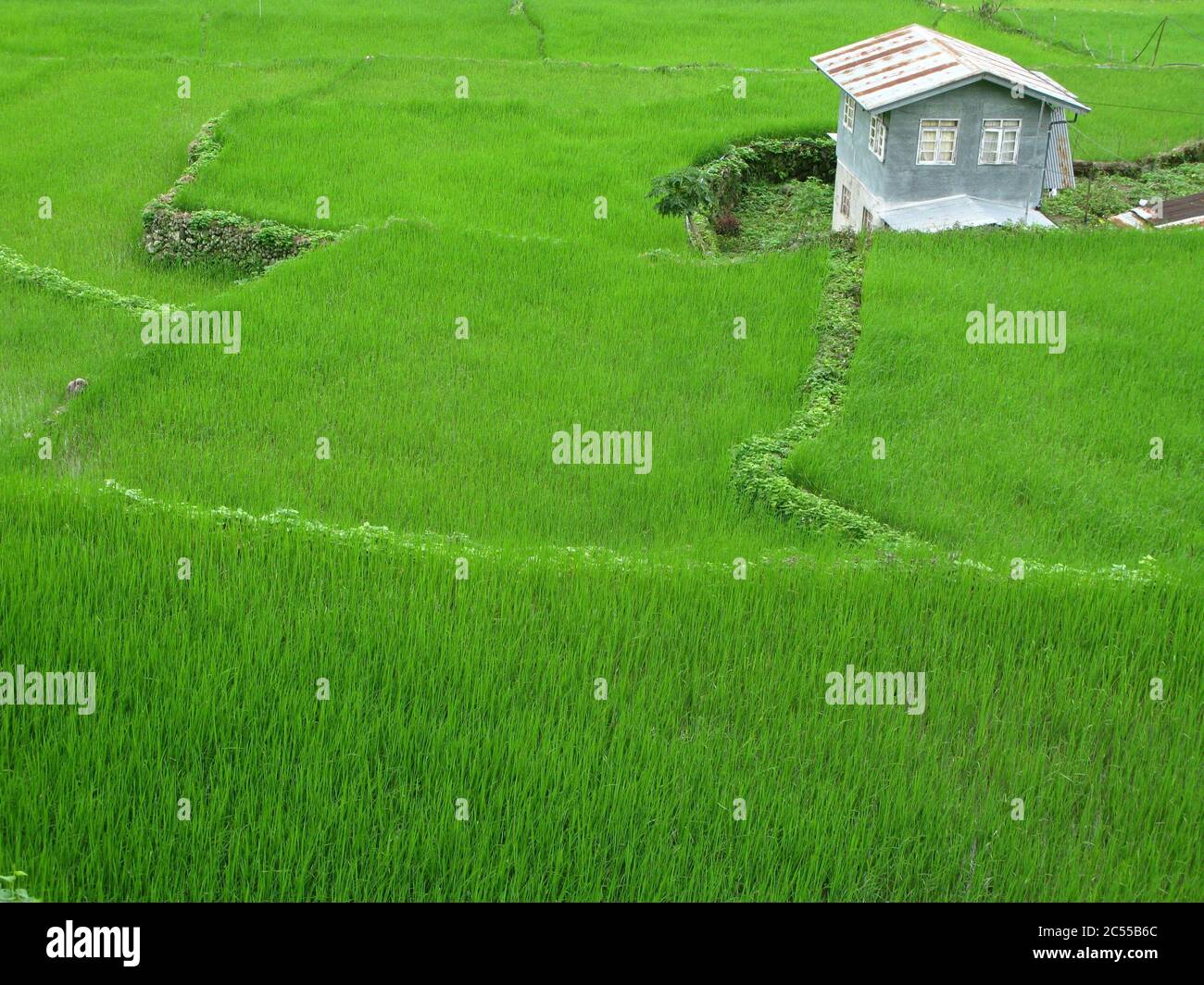 Small gray house, among green rice fields in Mountain Province, Luzon ...