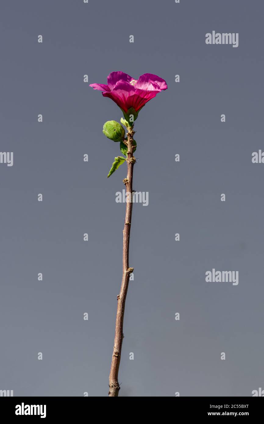 Pink flower with long and wide stem isolated on the grey background ...