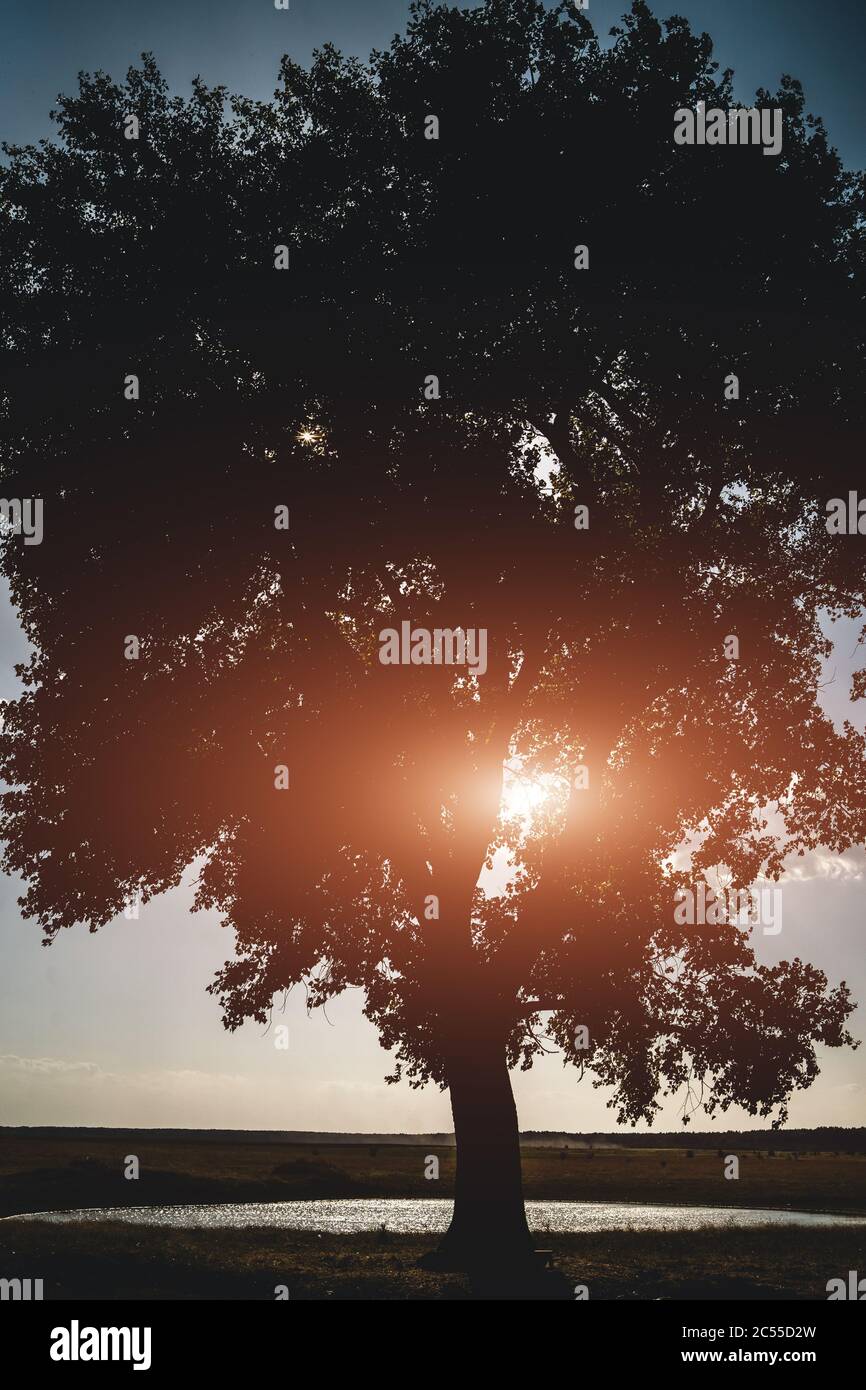 big lonely tree in field at sunset Stock Photo - Alamy