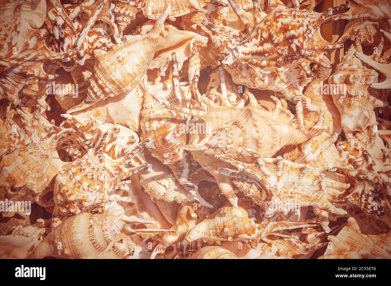 Seashells background. Background from exotic shells. Sea mollusks close-up. Top view close up of ...