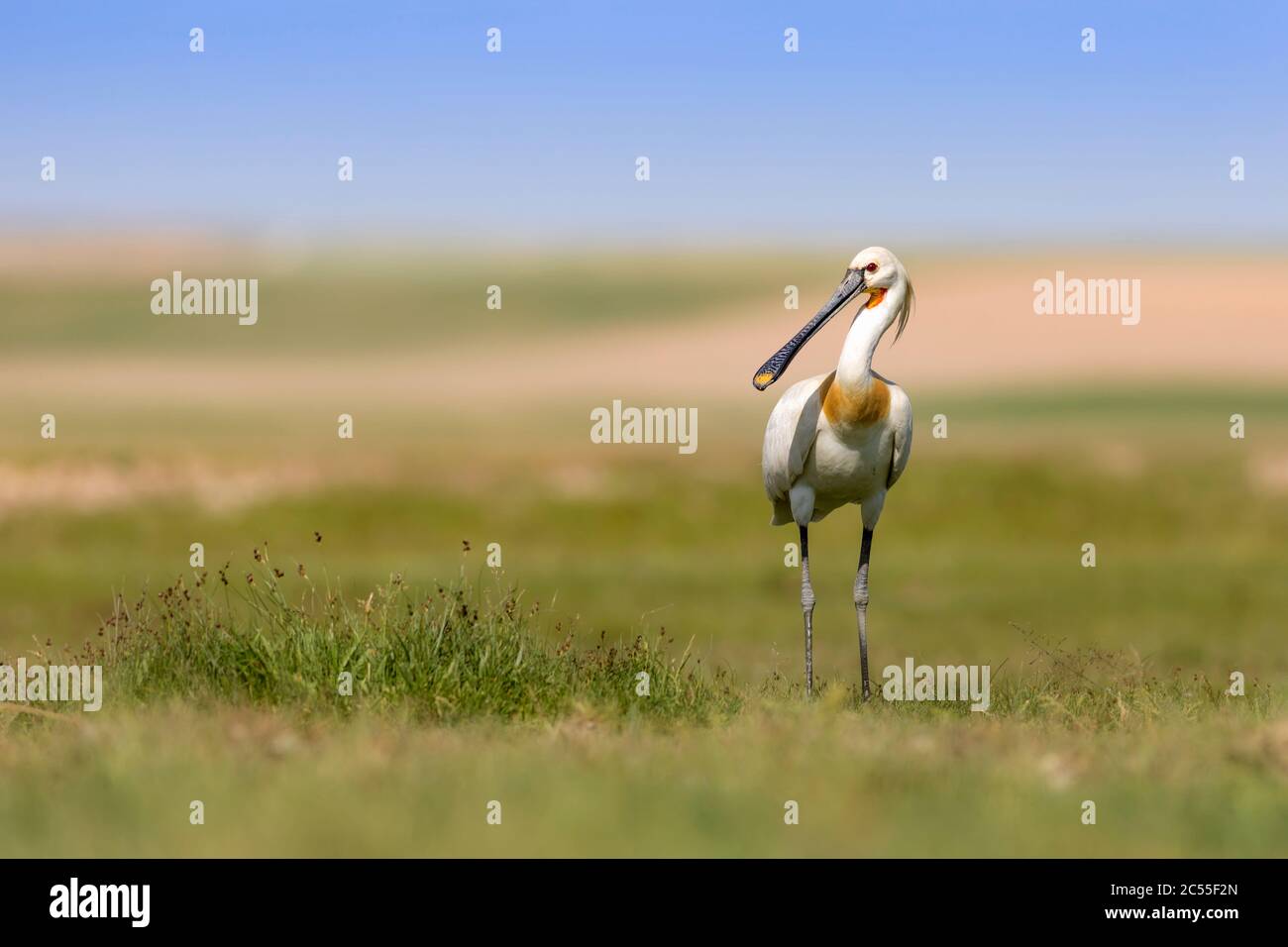White big heron. Green blue nature habitat background. Heron: Eurasian ...