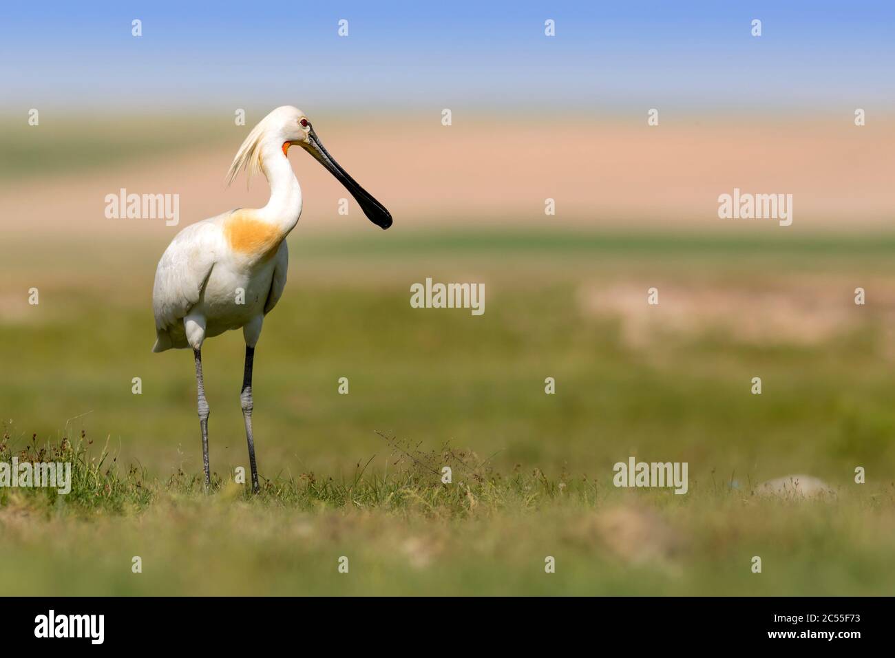 White big heron. Green blue nature habitat background. Heron: Eurasian ...
