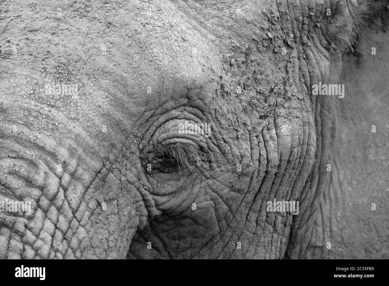 Close up elephants eye face hi-res stock photography and images - Alamy