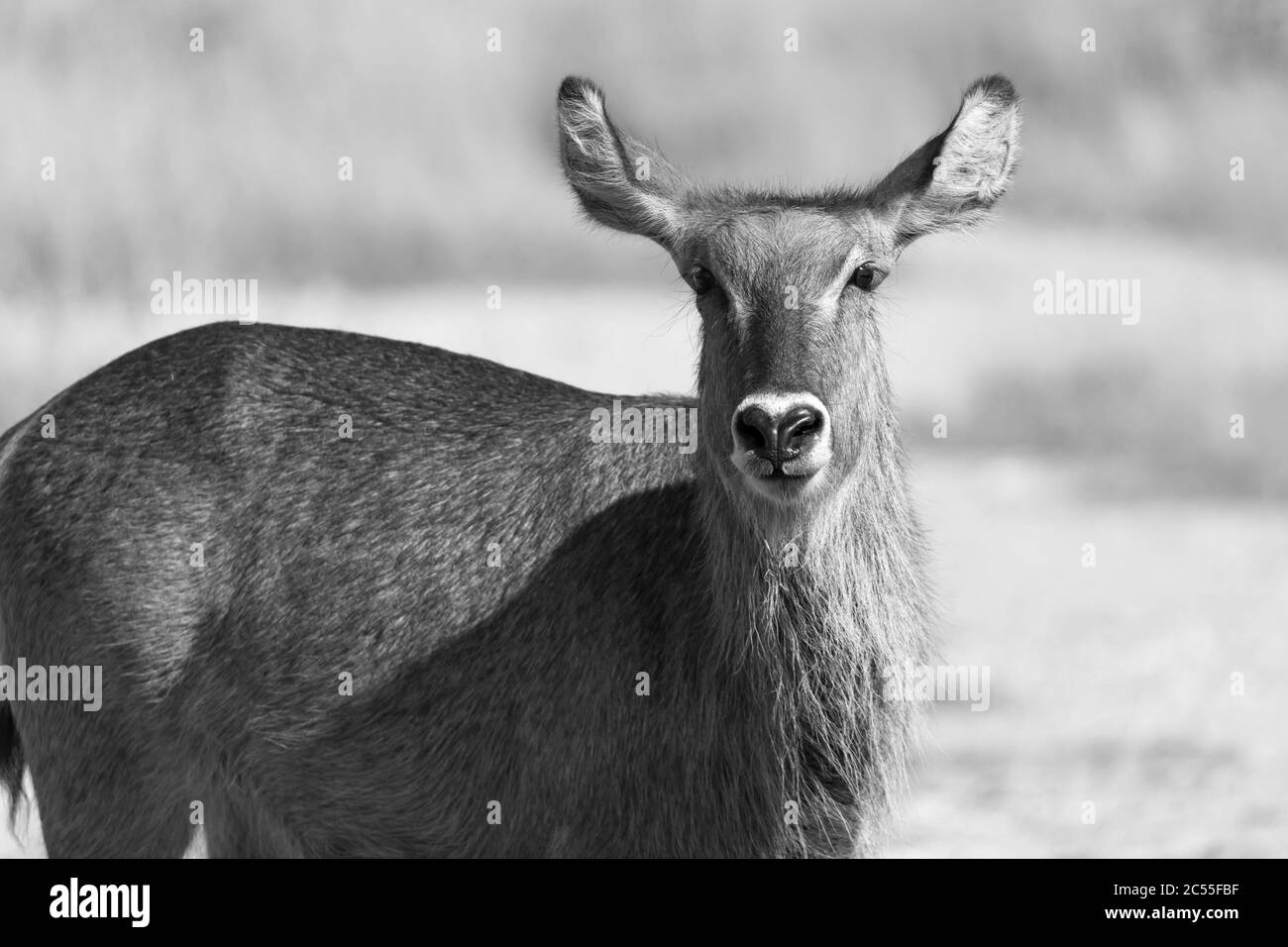 Middle east animals Black and White Stock Photos & Images - Alamy
