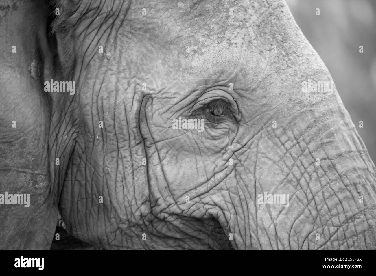 The face of one big red elephant Stock Photo - Alamy