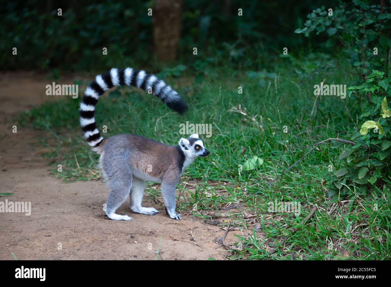 The ring-tailed lemur in its natural environment Stock Photo - Alamy