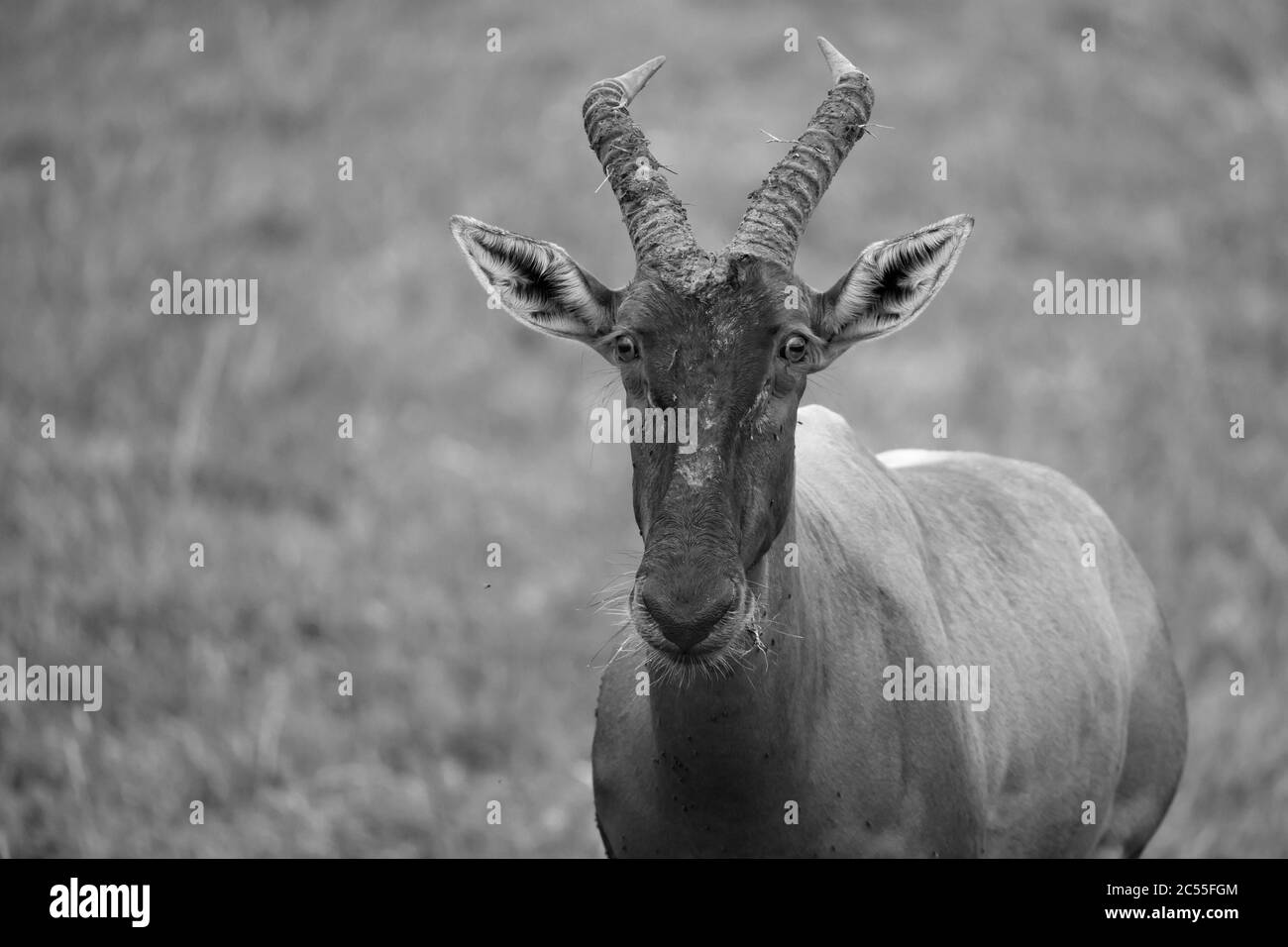 Topi antelope female Black and White Stock Photos & Images - Alamy