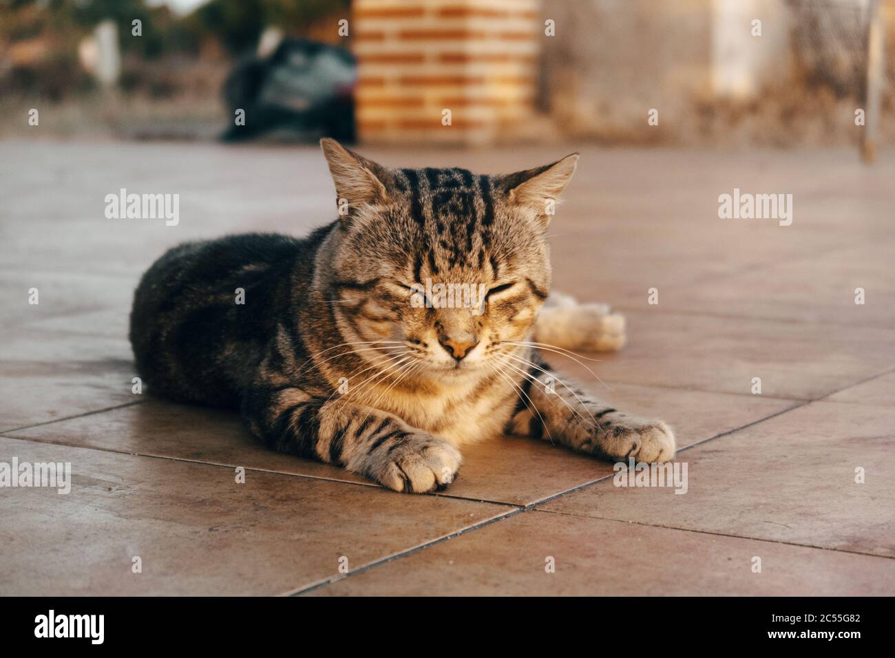 Cat with patterned fur sitting on the tiles of the ground Stock Photo ...