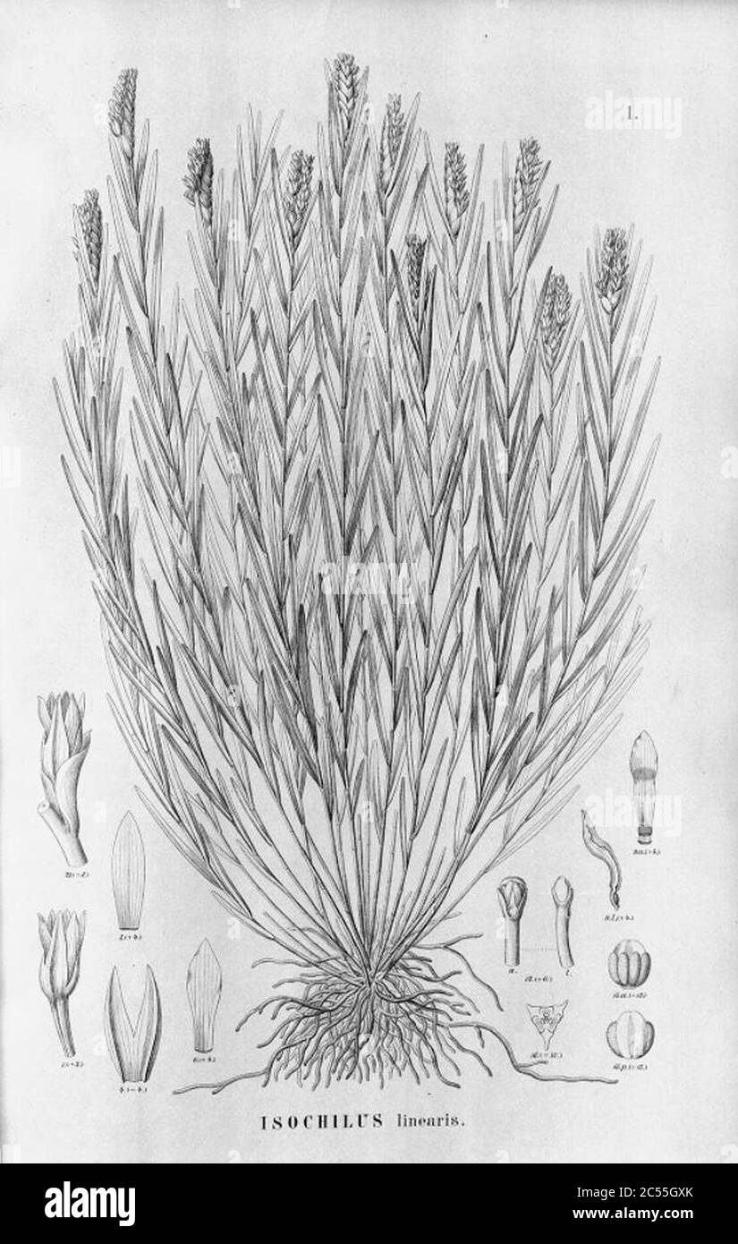 Isochilus hi-res stock photography and images - Alamy