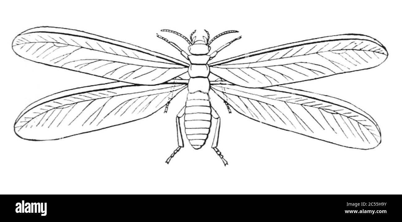 Isoptera hi-res stock photography and images - Alamy