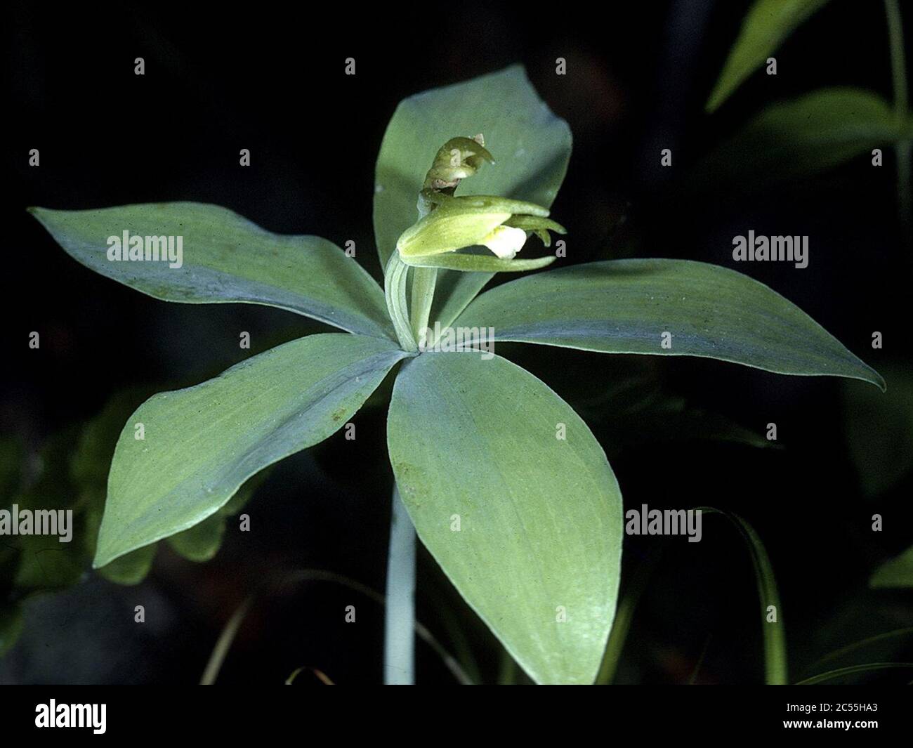 Isotria medeoloides NRCS-1 Stock Photo - Alamy