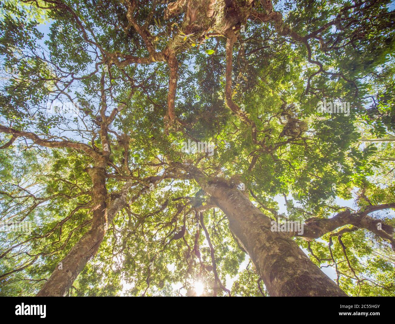 Oak tree in the forest surrounding the city of Munnar. India Stock ...