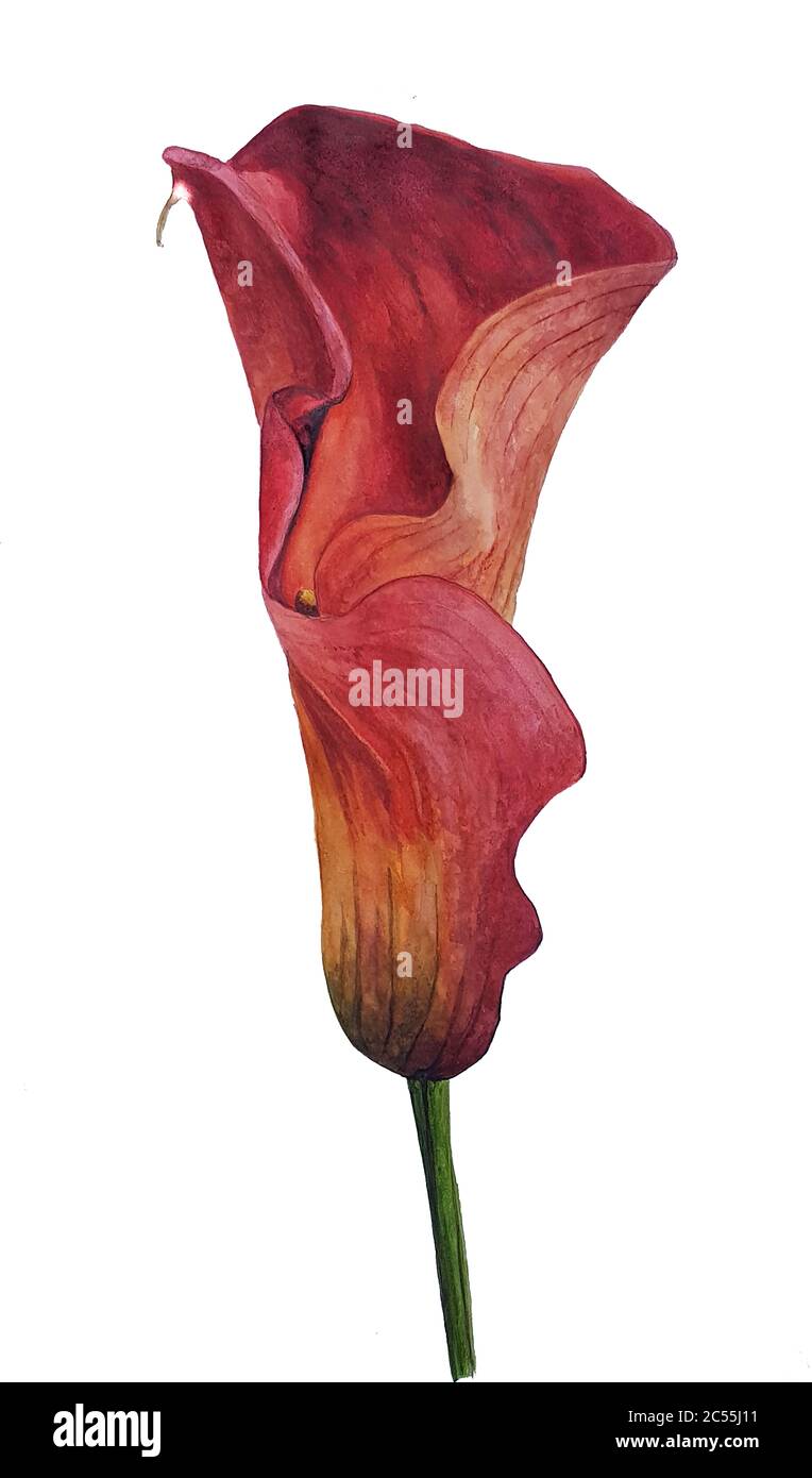 Calla lily flower illustration Cut Out Stock Images & Pictures - Alamy