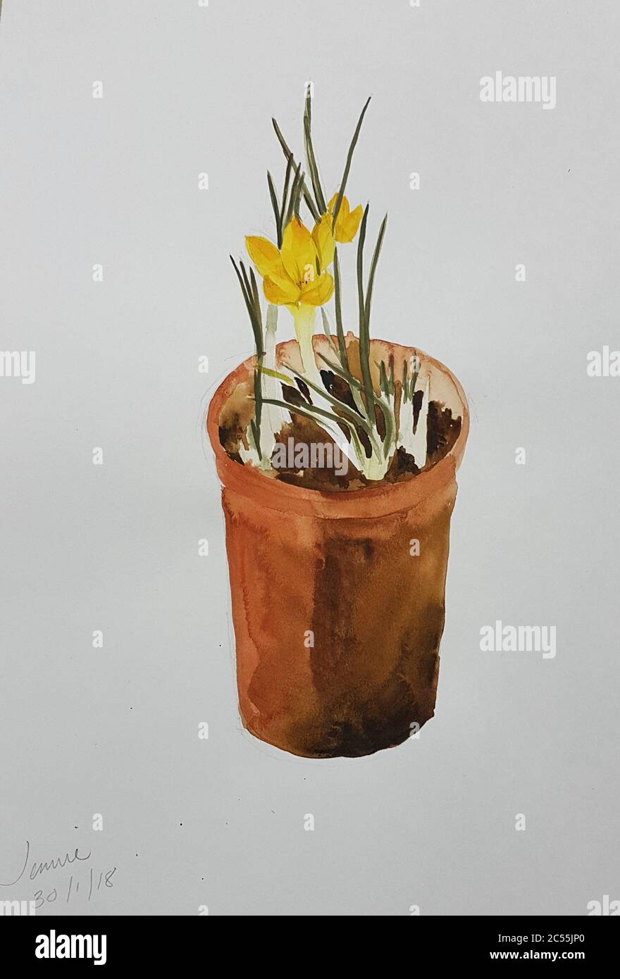 Watercolour painting of a yellow crocus in a flowerpot Stock Photo - Alamy