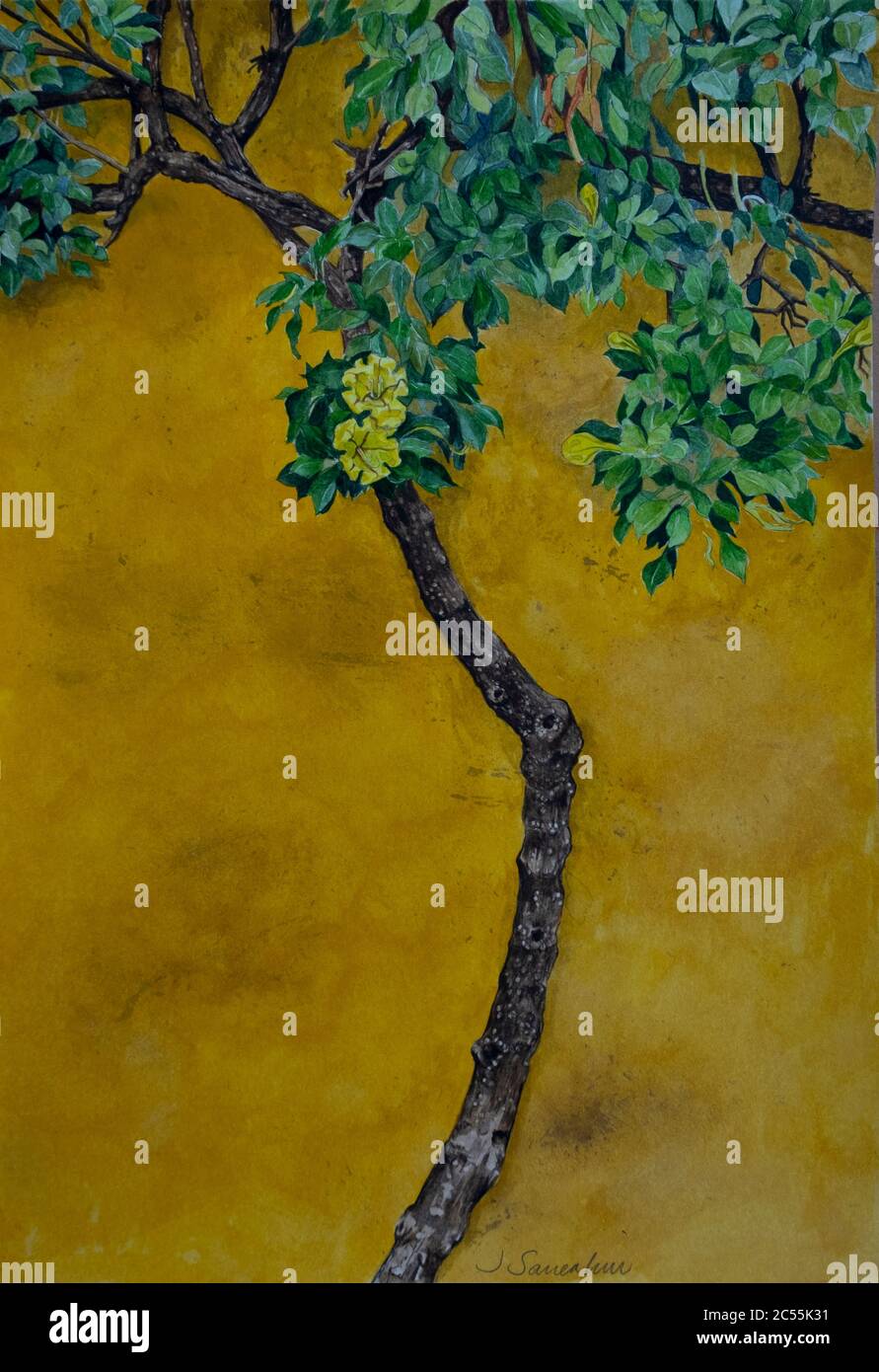 Watercolour painting of a mexican tree against a yellow ochre wall ...