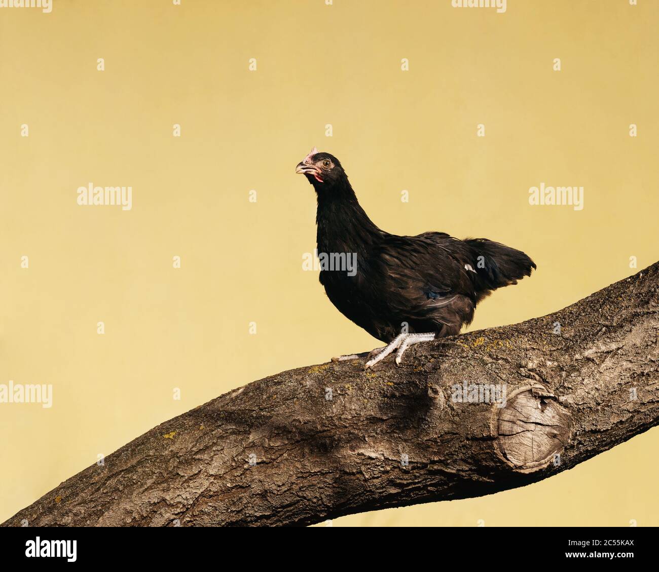 Hen resting on a tree branch looking at camera on a yellow background ...