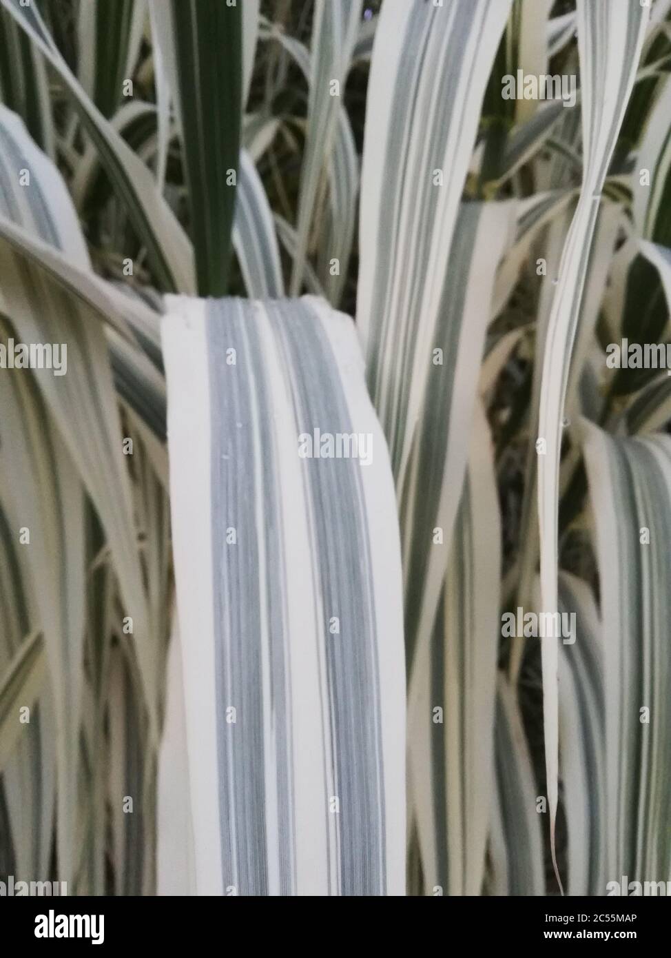 Variegated giant reed hi-res stock photography and images - Alamy