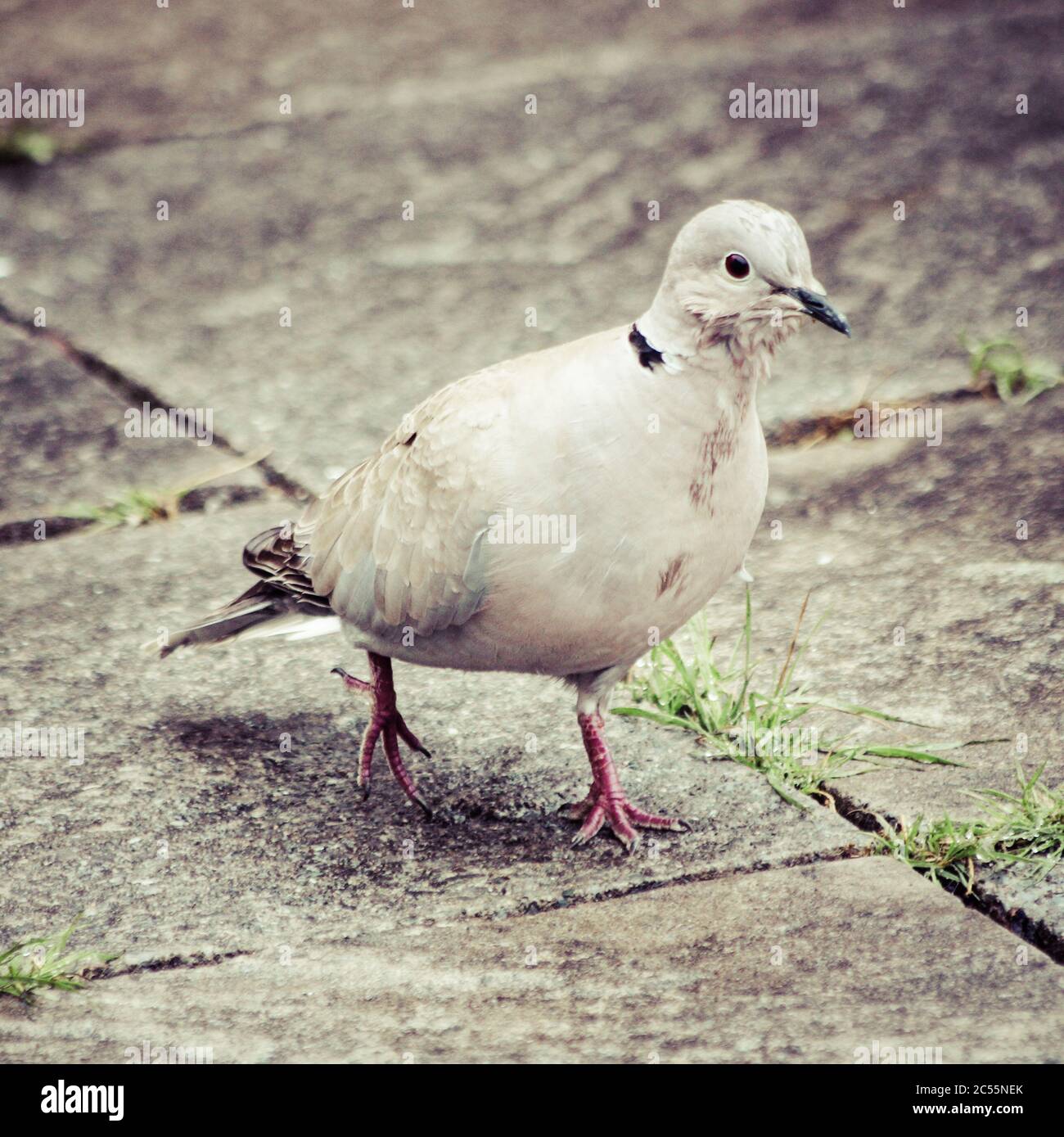 Closeup shot of a Eurasian collared dove walking on a cobblestone ...