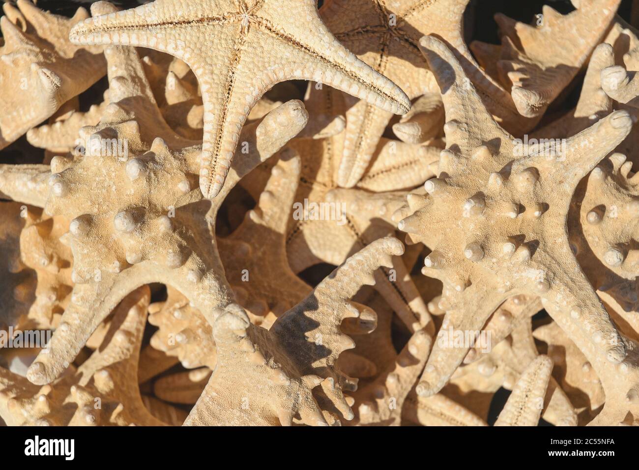 Starfish. Starfish collection, top view. Starfish close-up. Background ...