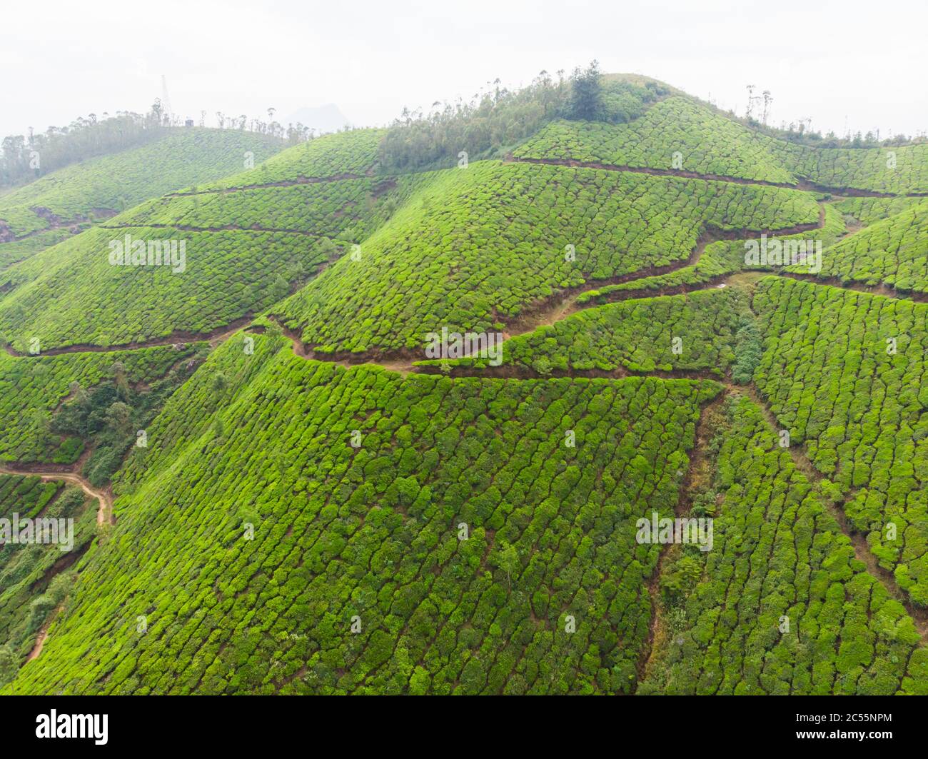Aerial view of tea plantations near the city of Munar. India Stock ...