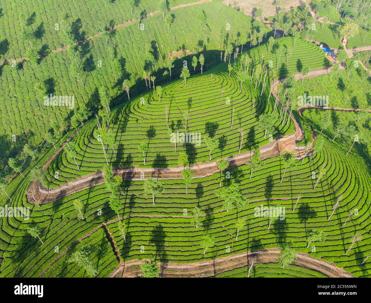 Aerial view of tea plantations near the city of Munar. India Stock ...
