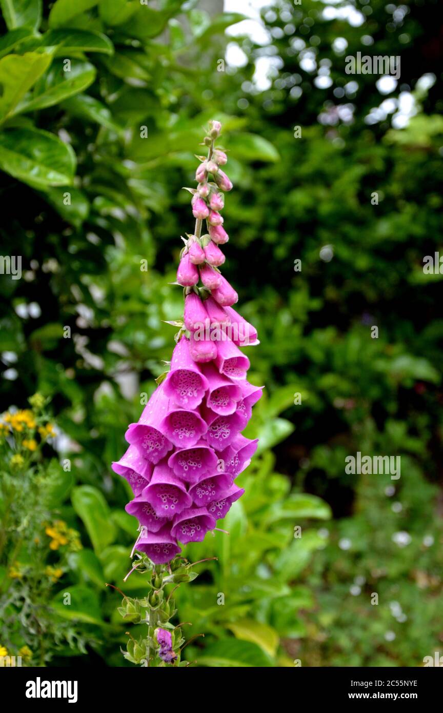 Wild foxglove hi-res stock photography and images - Alamy
