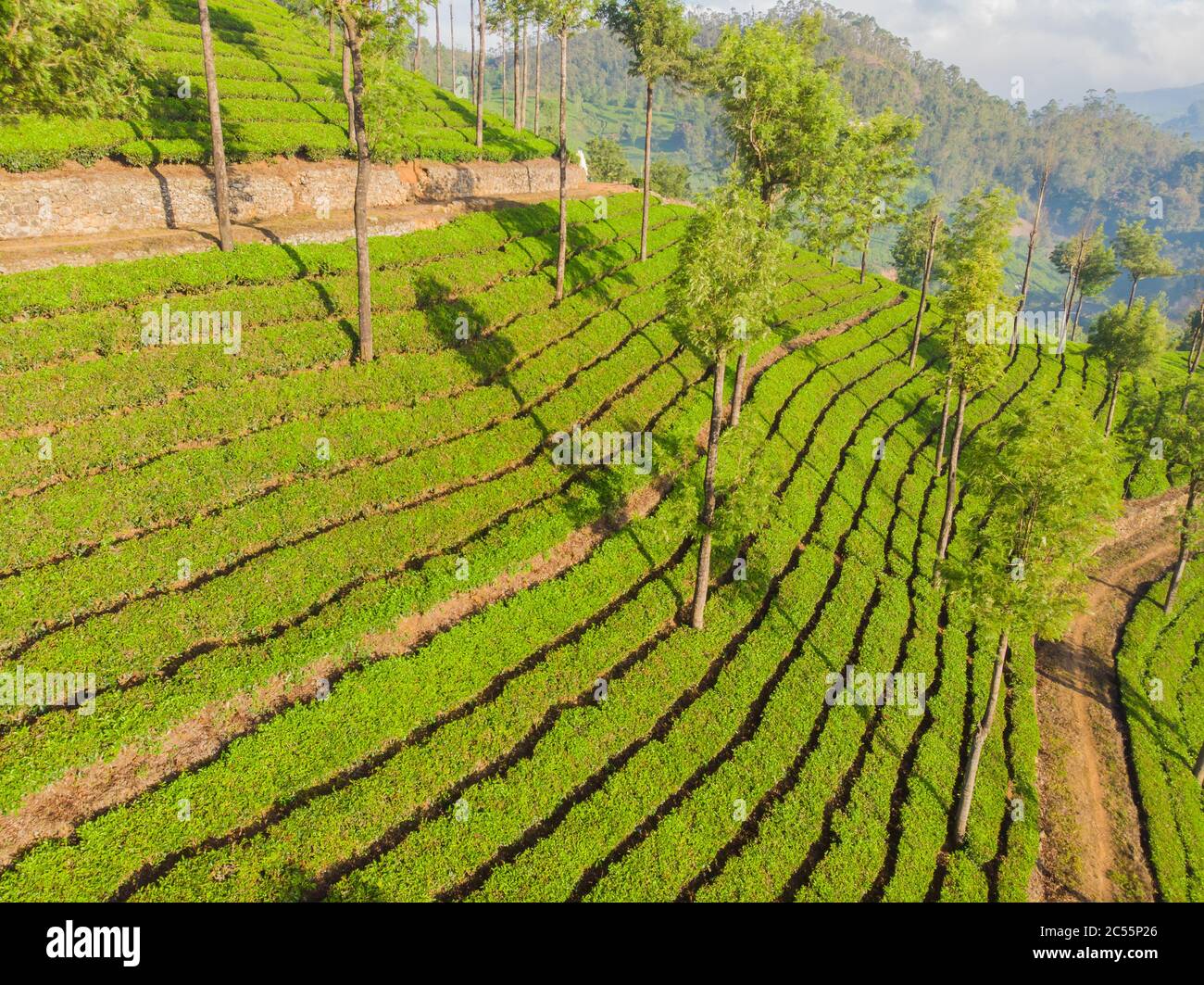 Aerial view of tea plantations near the city of Munar. India Stock ...