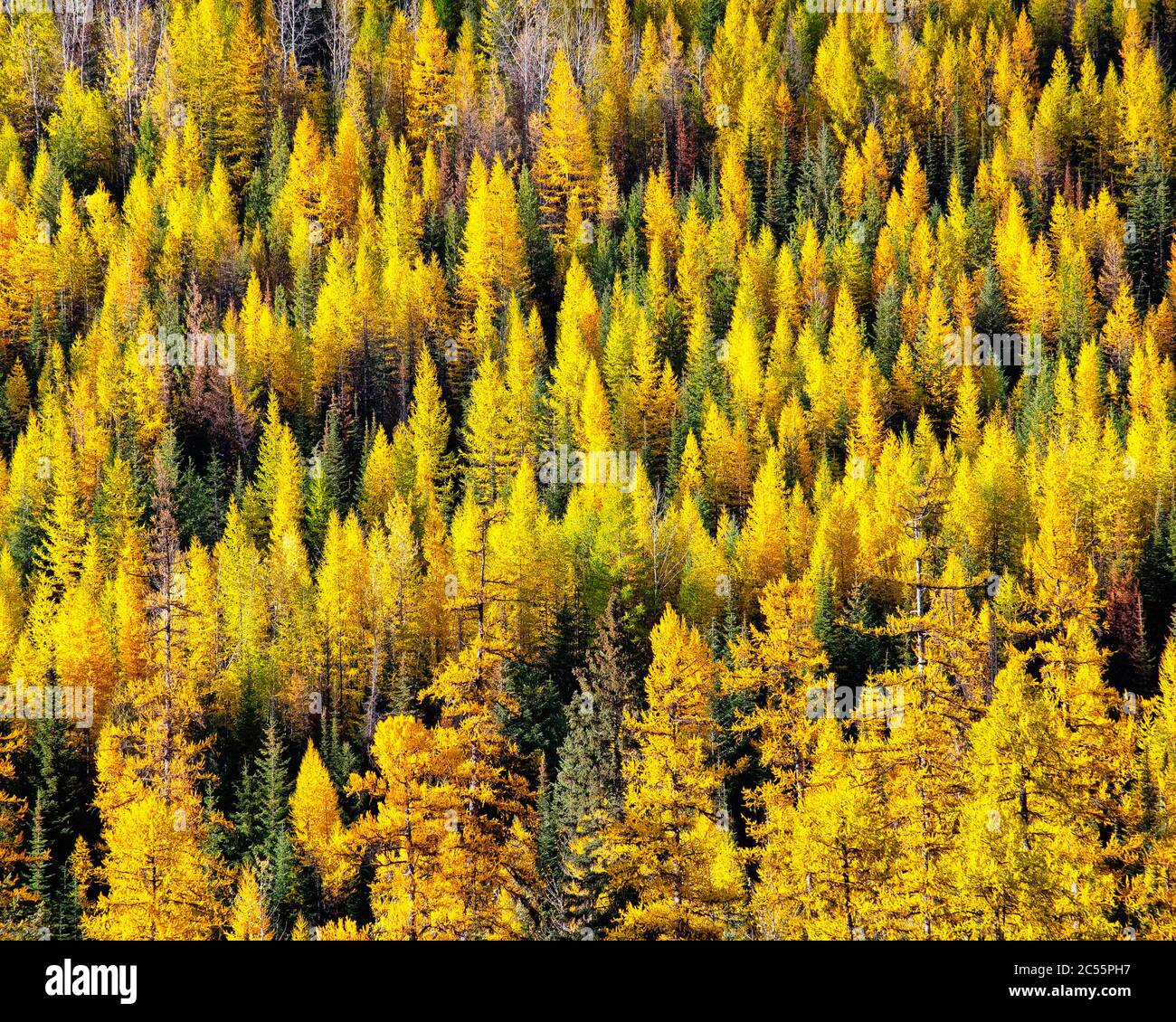 Silver larch hi-res stock photography and images - Alamy