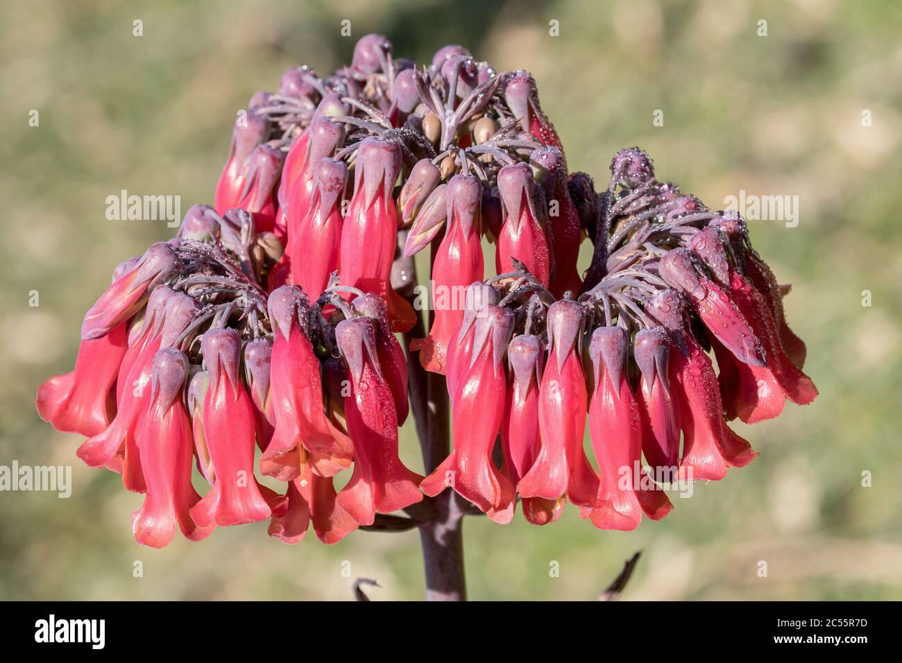 Mother of millions hi-res stock photography and images - Alamy