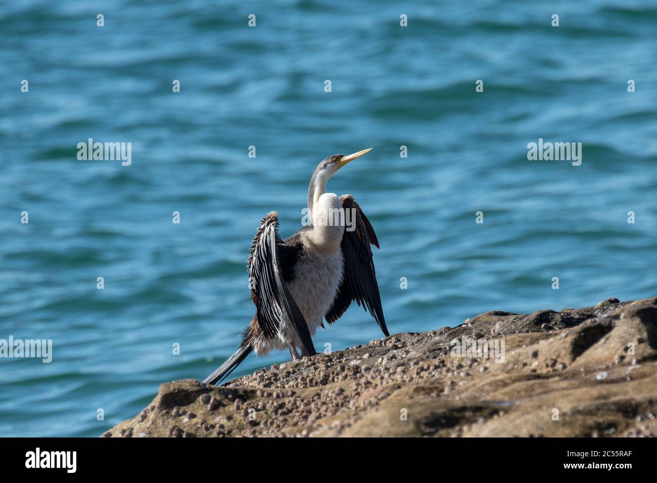 Australian diving bird hi-res stock photography and images - Alamy