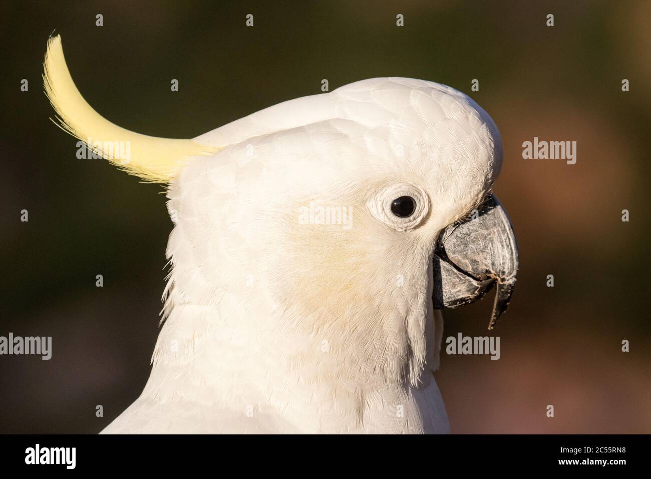 Close up of Sulphur-crested Cockatoo Stock Photo - Alamy