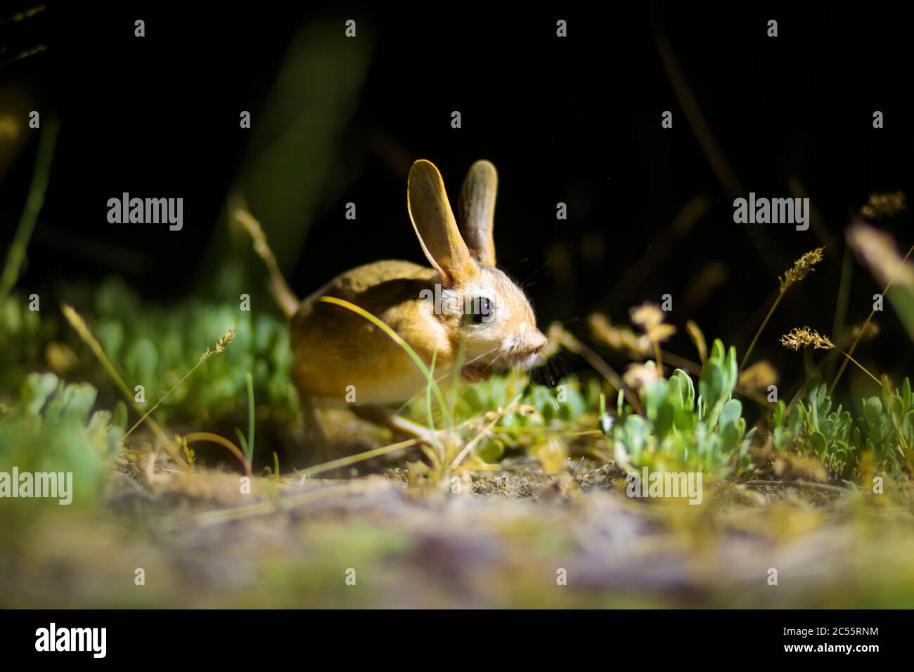 Cute animal. Williams Jerboa, Allactaga williamsi. Green nature habitat ...