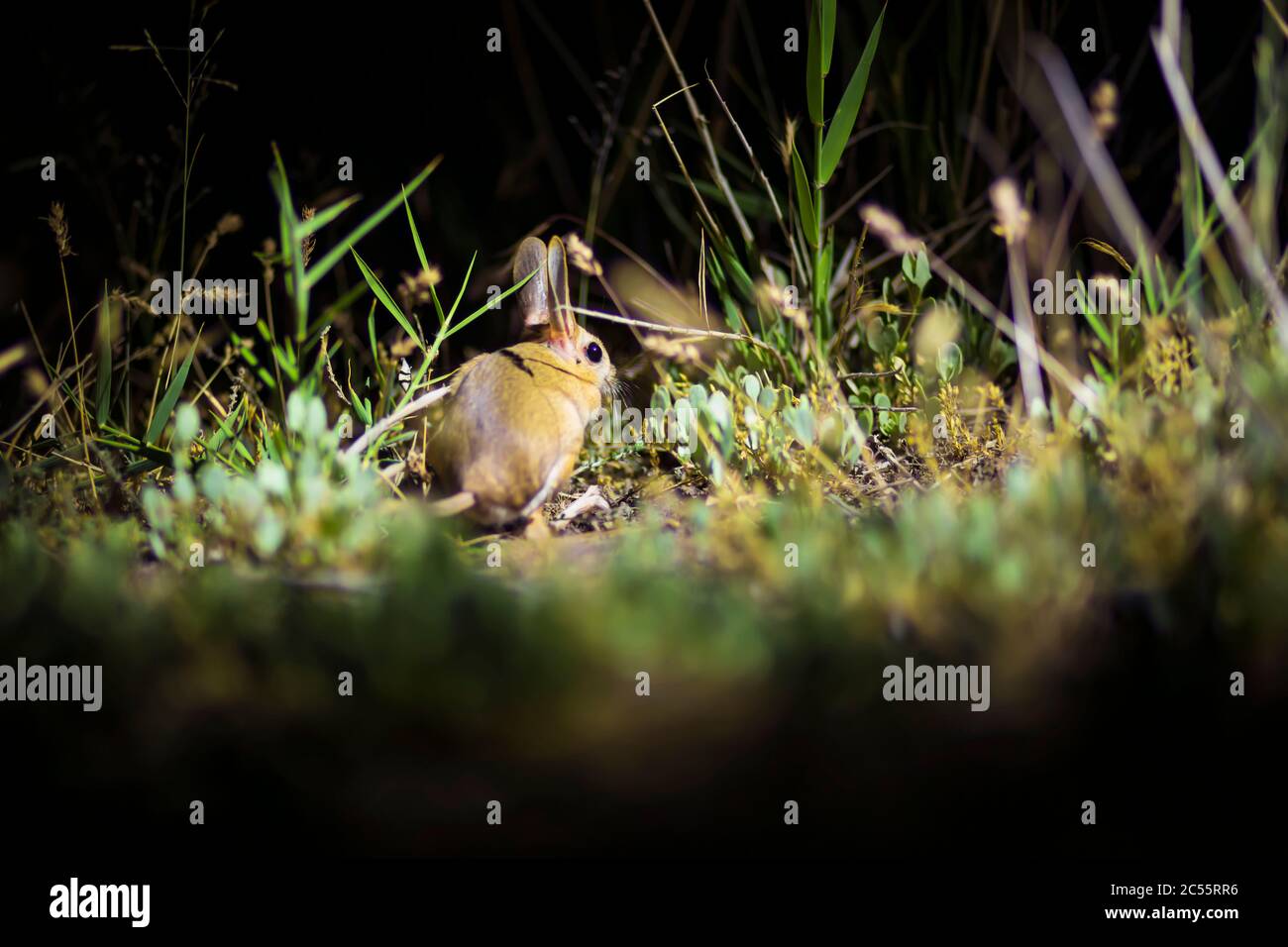 Cute animal. Williams Jerboa, Allactaga williamsi. Green nature habitat ...