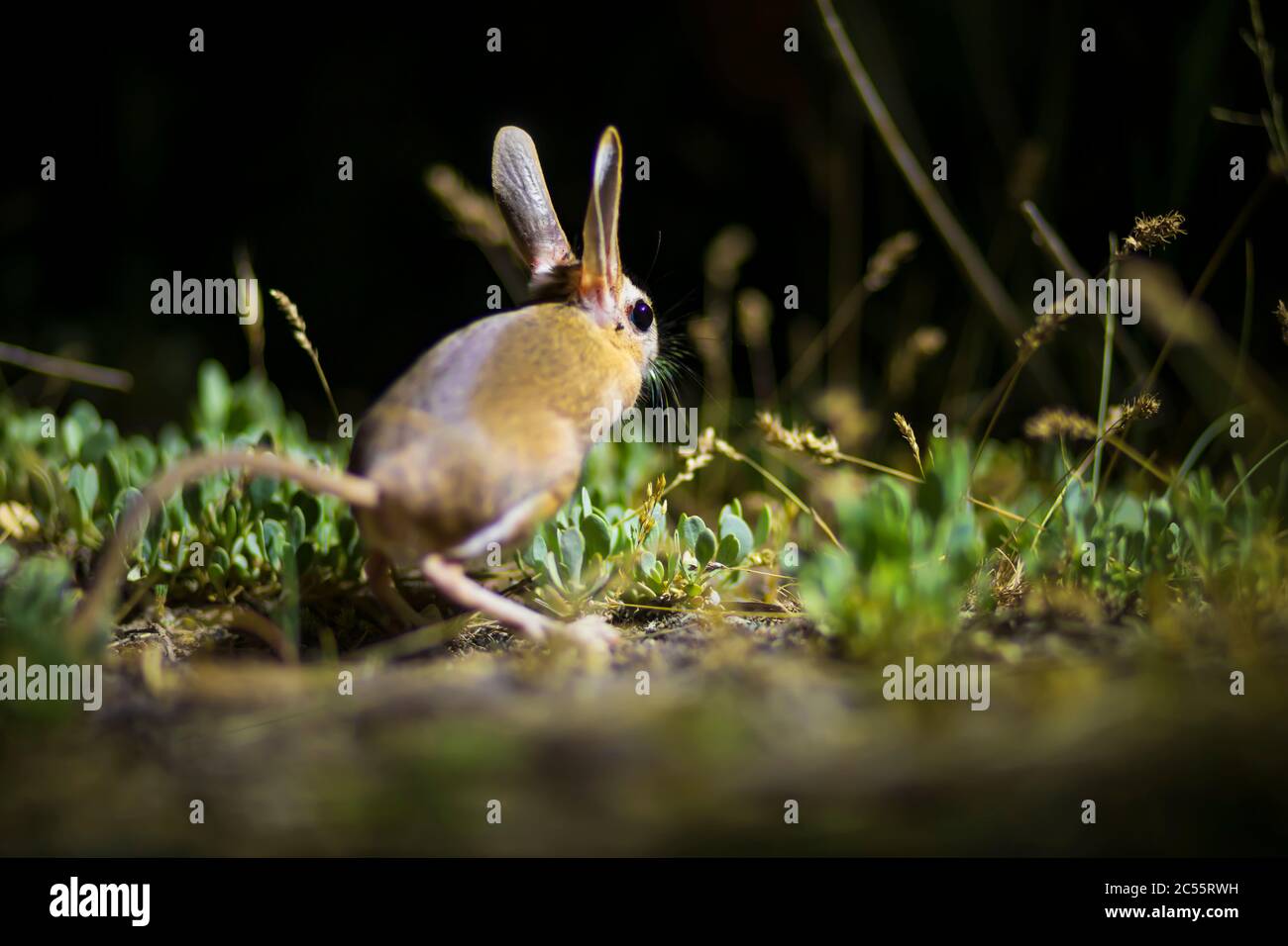 Cute animal. Williams Jerboa, Allactaga williamsi. Green nature habitat ...